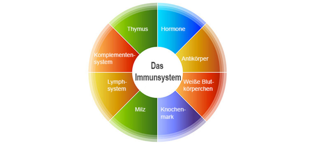 Immunabwehr Archive - Der-Querschnitt.de