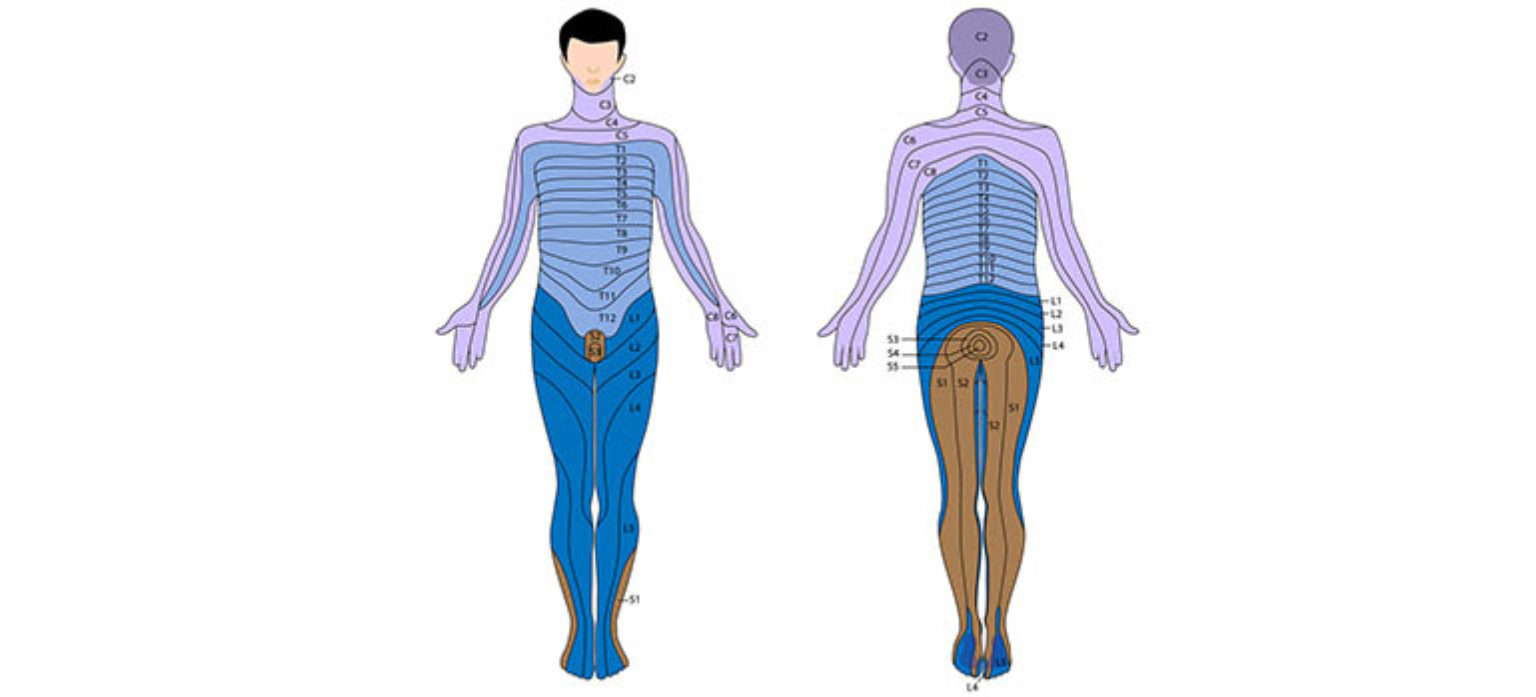 Formen der Querschnittlähmung – Der-Querschnitt.de