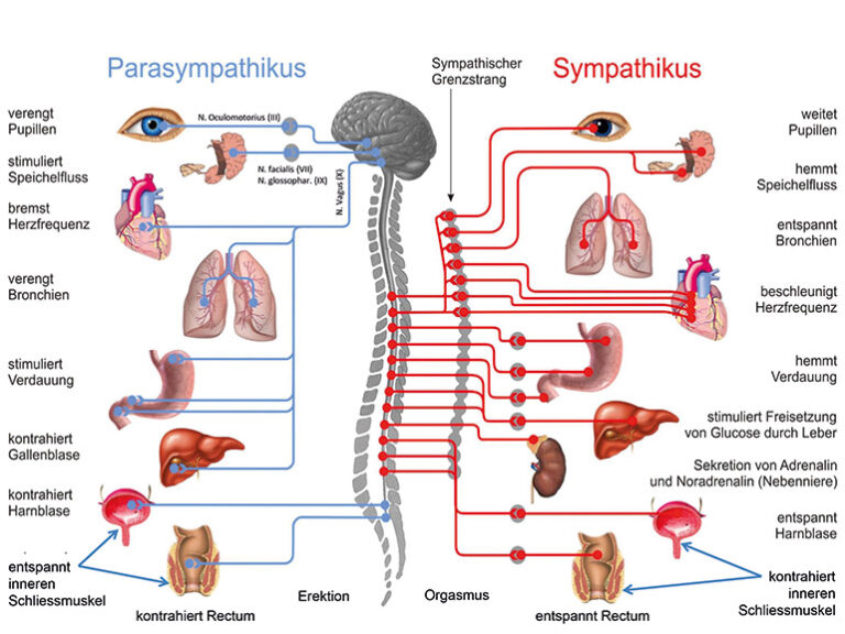 Der Ausfall des autonomen (vegetativen) Nervensystems - Der-Querschnitt.de